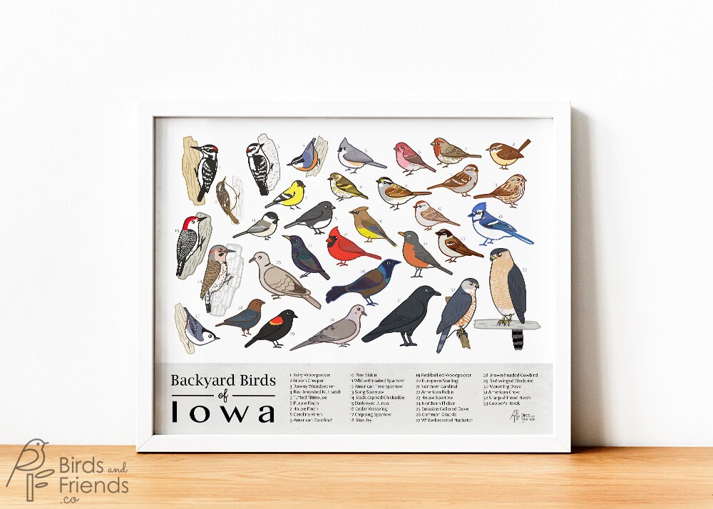 Iowa - Printable Backyard Birds of Iowa Field Guide Print - Bird Art ...