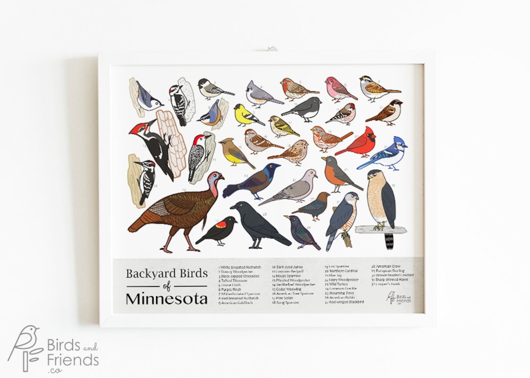 Minnesota - Printable Backyard Birds of Minnesota Field Guide Print ...