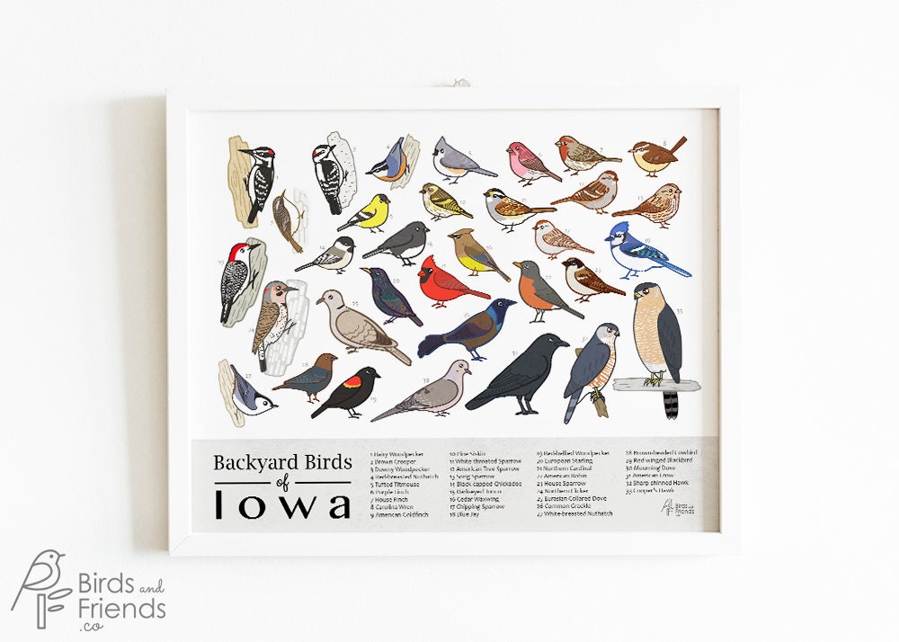Iowa Printable Backyard Birds of Iowa Field Guide Print - Etsy