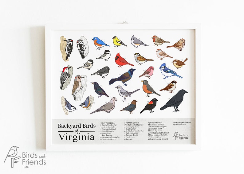 Virginia - Printable Backyard Birds of Virginia Field Guide Print ...