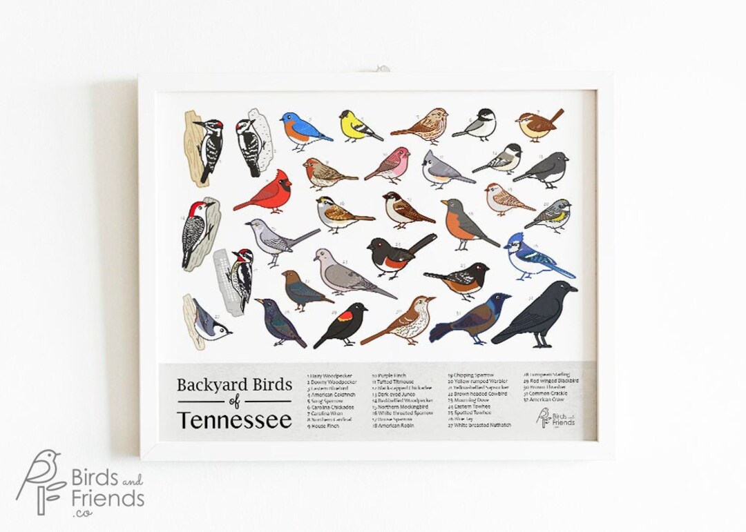 Tennessee - Printable Backyard Birds of Tennessee Field Guide Print ...