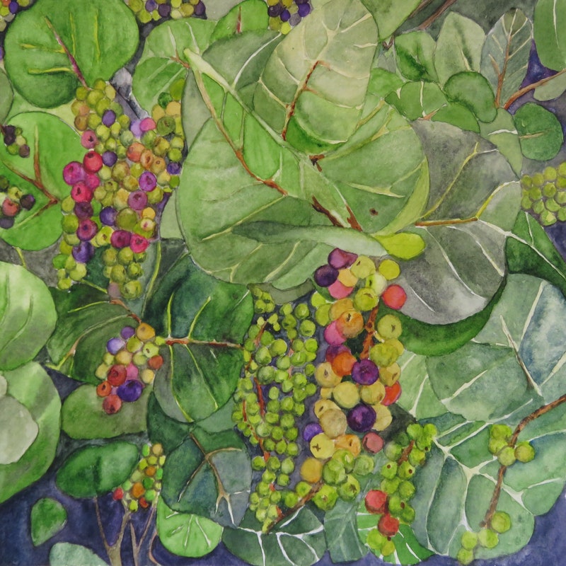 Sea Grape Tree - Etsy