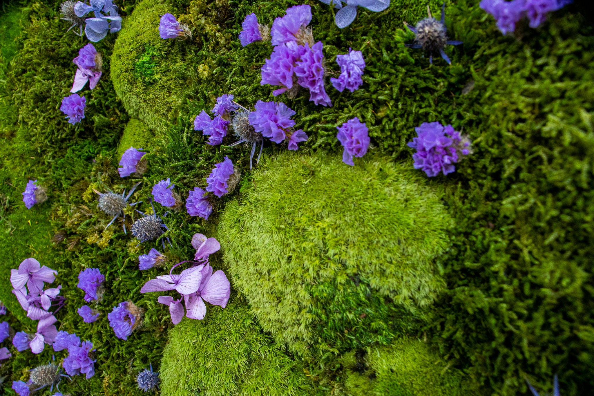 Purple Moss