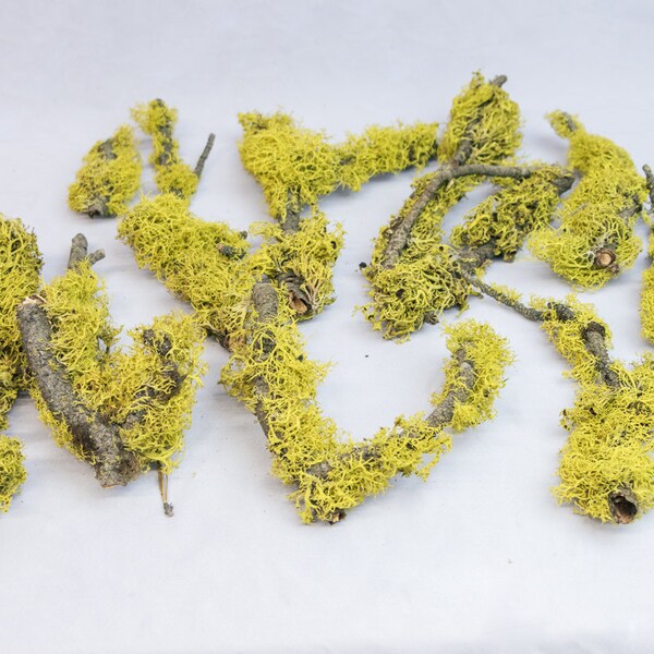 Moss Lichen - Etsy