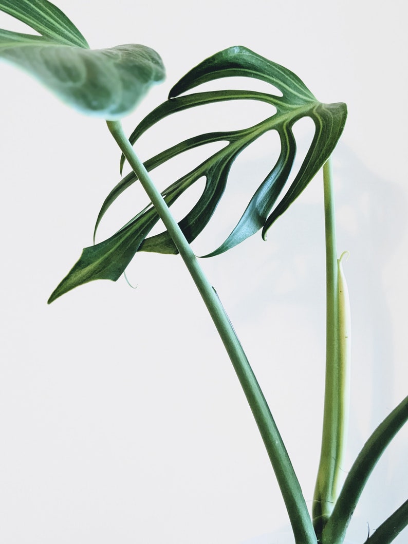 US Seller - Burle Marx Flame Monstera EXTREMELY RARE Fully Grown Pre ...