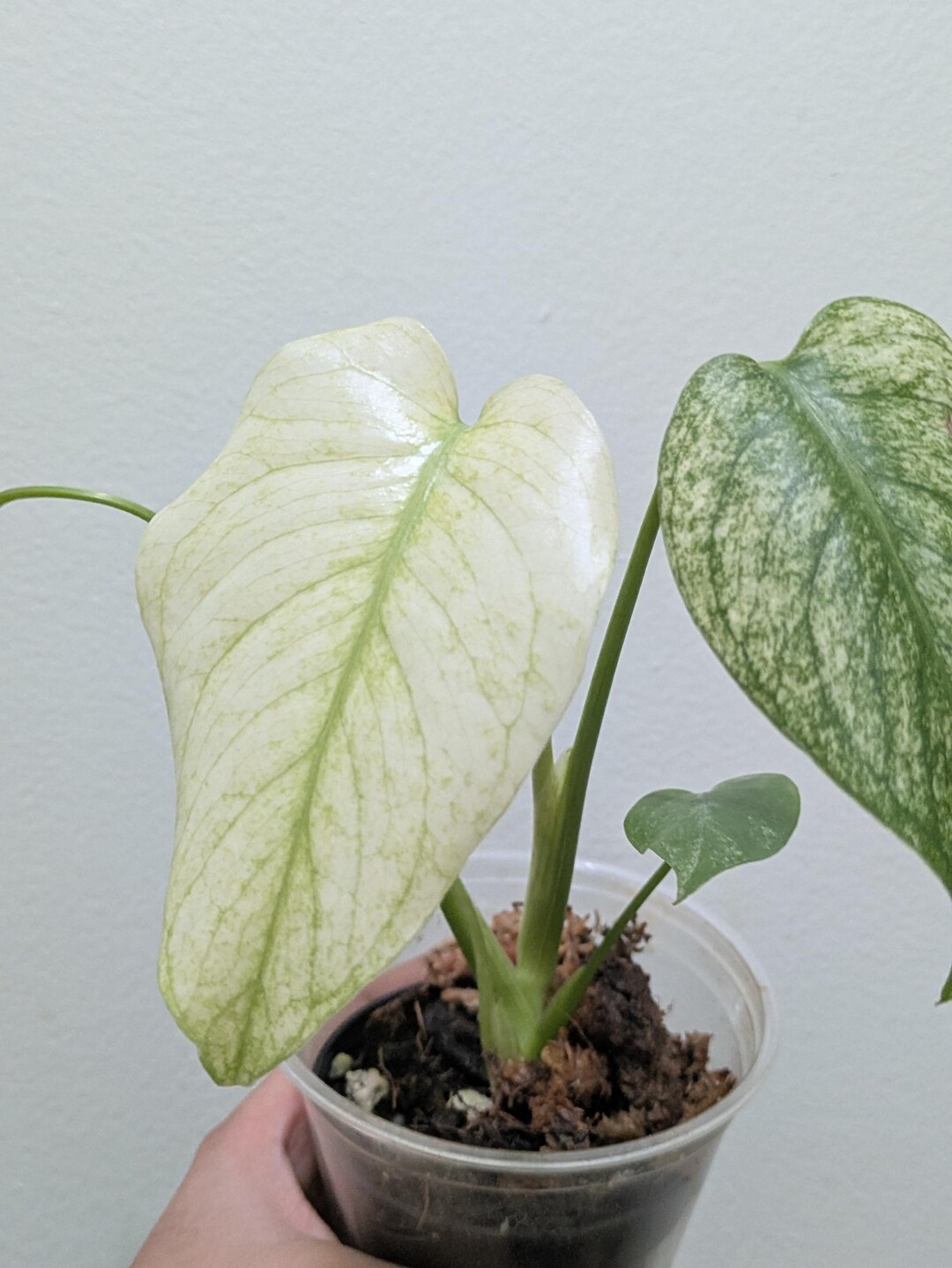 US Seller - Monstera White Monster Kunzo - Etsy