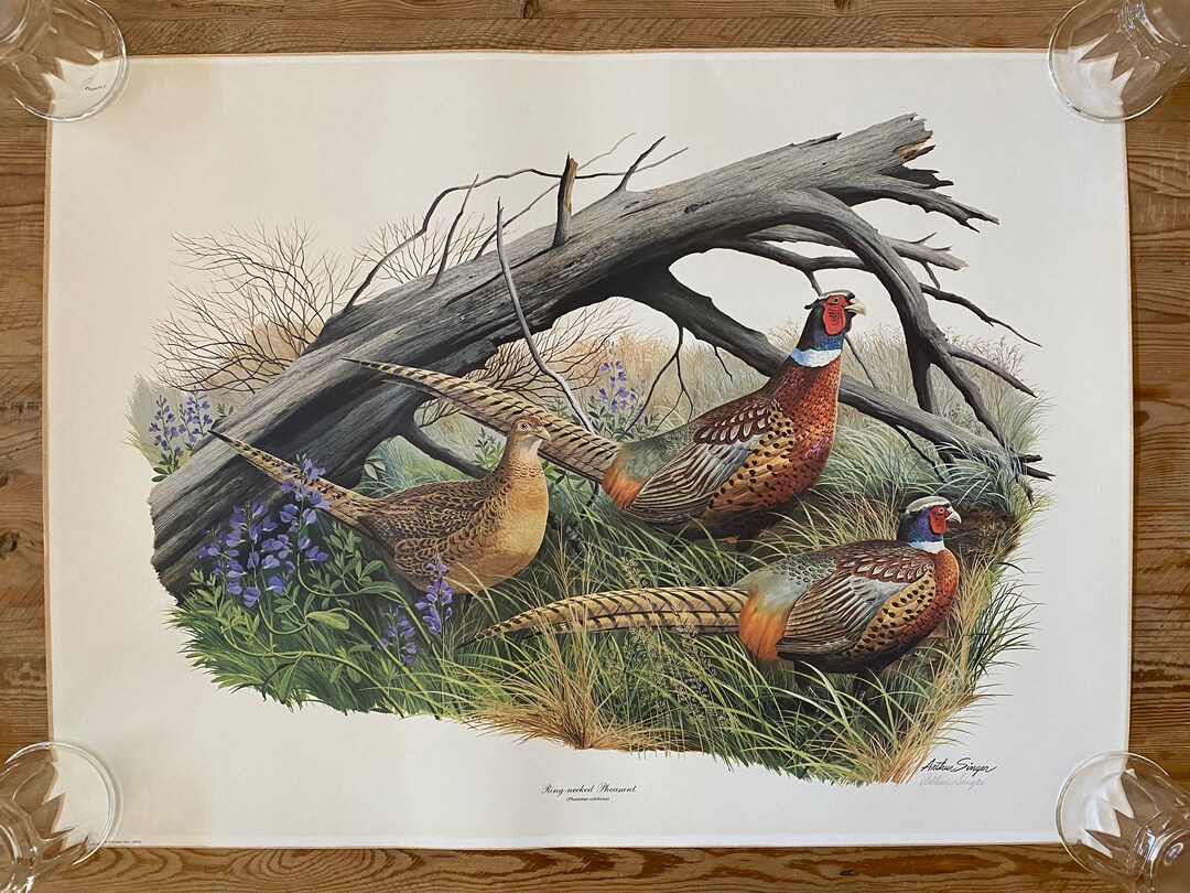 Pheasant Ring-necked Print by Arthur Singer 1917-1990 SIGNED - Etsy