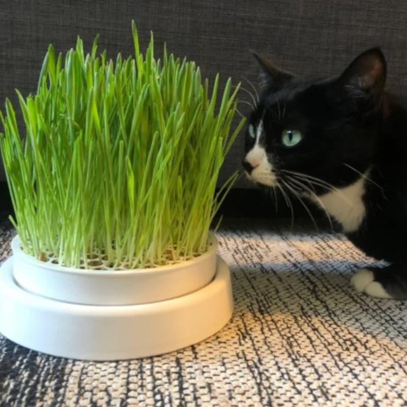 Cat Head Plant - Etsy