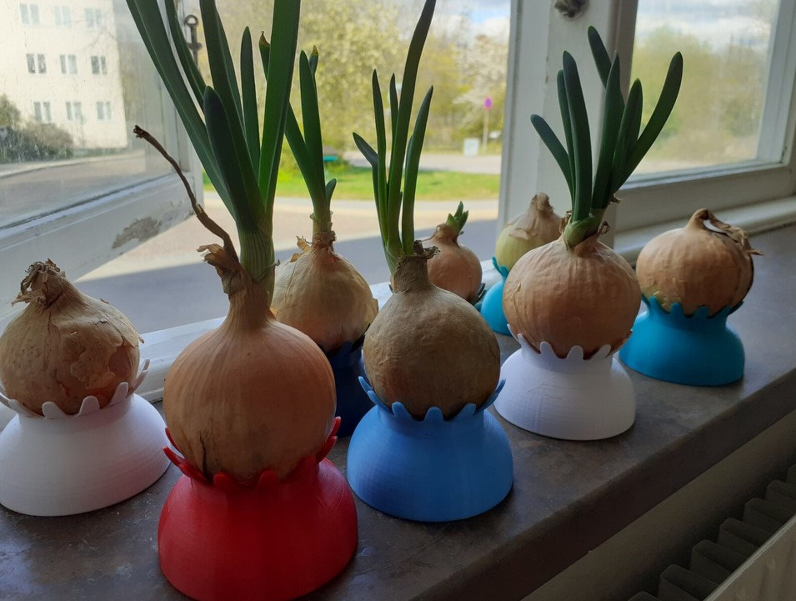 Onion Sprouting Pots - Etsy