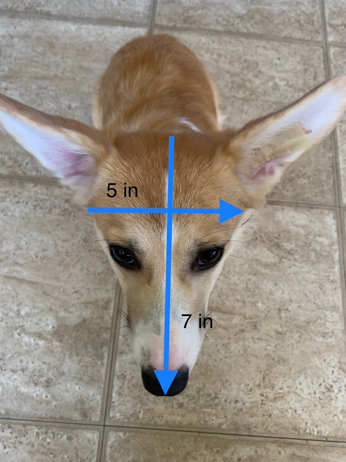 Cubone Dog Mask / Dinosaur Mask / Dog Costume / Funny Dog Gift - Etsy