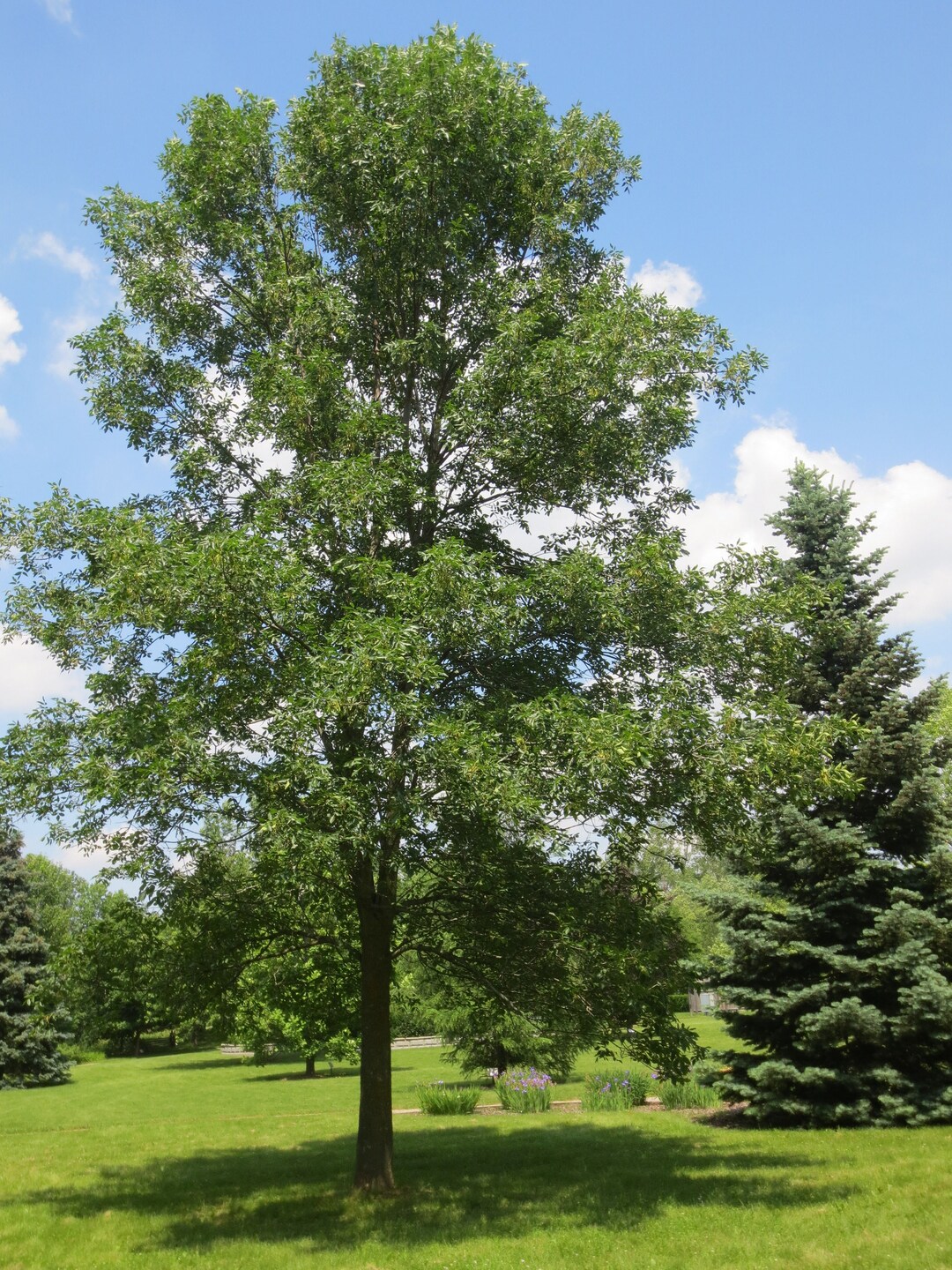 3 Green Ash Trees 18-24 Inch -23.00 (fraxinus Pennsylvanica ) - Etsy