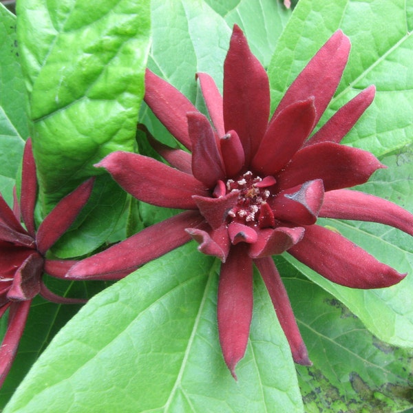 Stellar Ruby Magnolia (banana Shrub) - Etsy