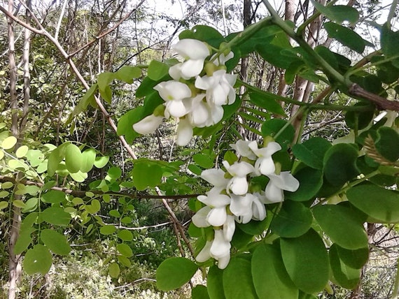 Black Locust Firewood