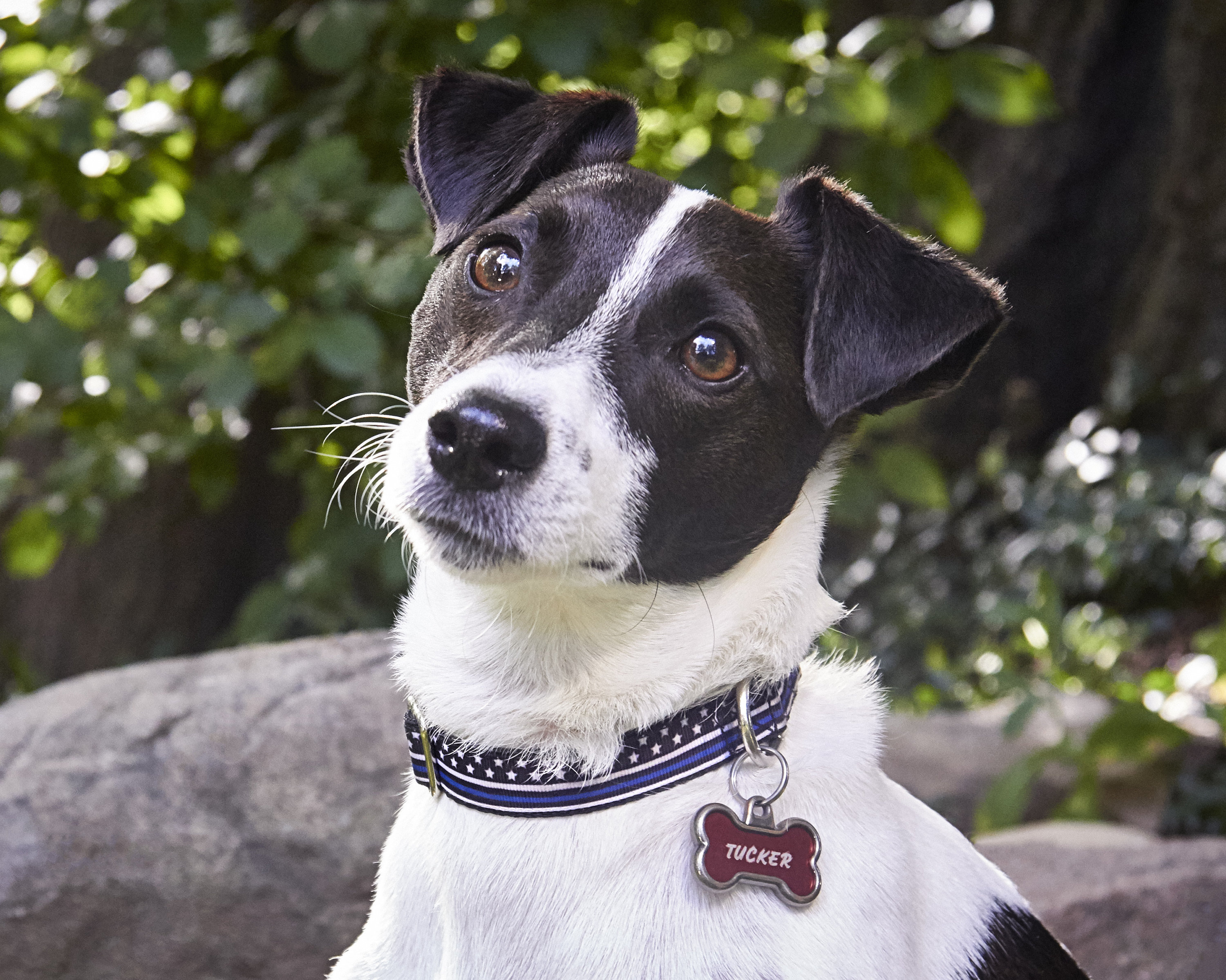 Orange Blue and White Plaid 1 Inch Dog Collar With Orange | Etsy