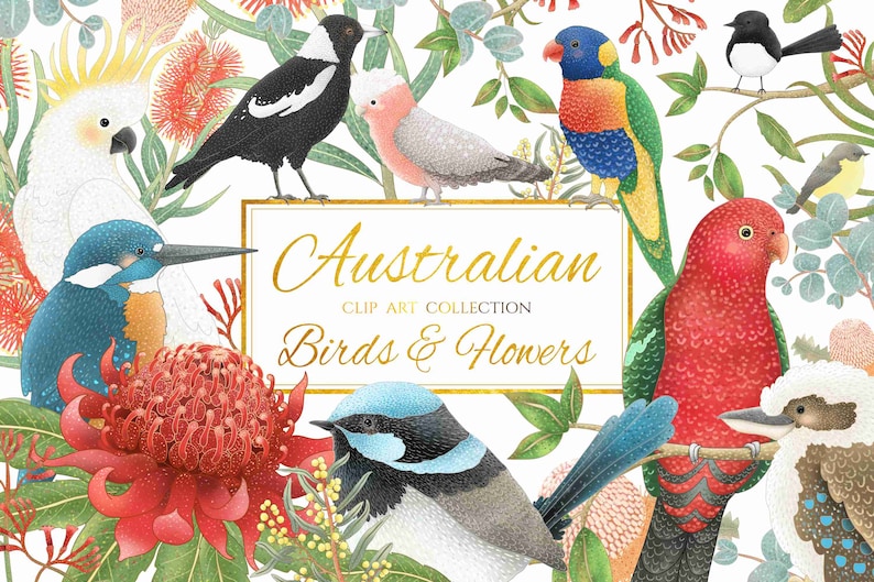 Australian Birds & Flowers Clip Art Collection | 27 Elements | PNG ...