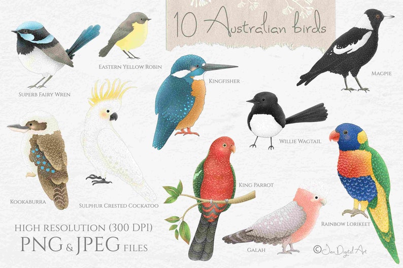 Australian Birds & Flowers Clip Art Collection | 27 Elements | PNG ...