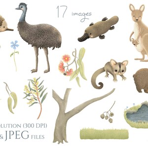 Australian Animals Clip Art Collection | 17 Elements | PNG / JPEG Files ...