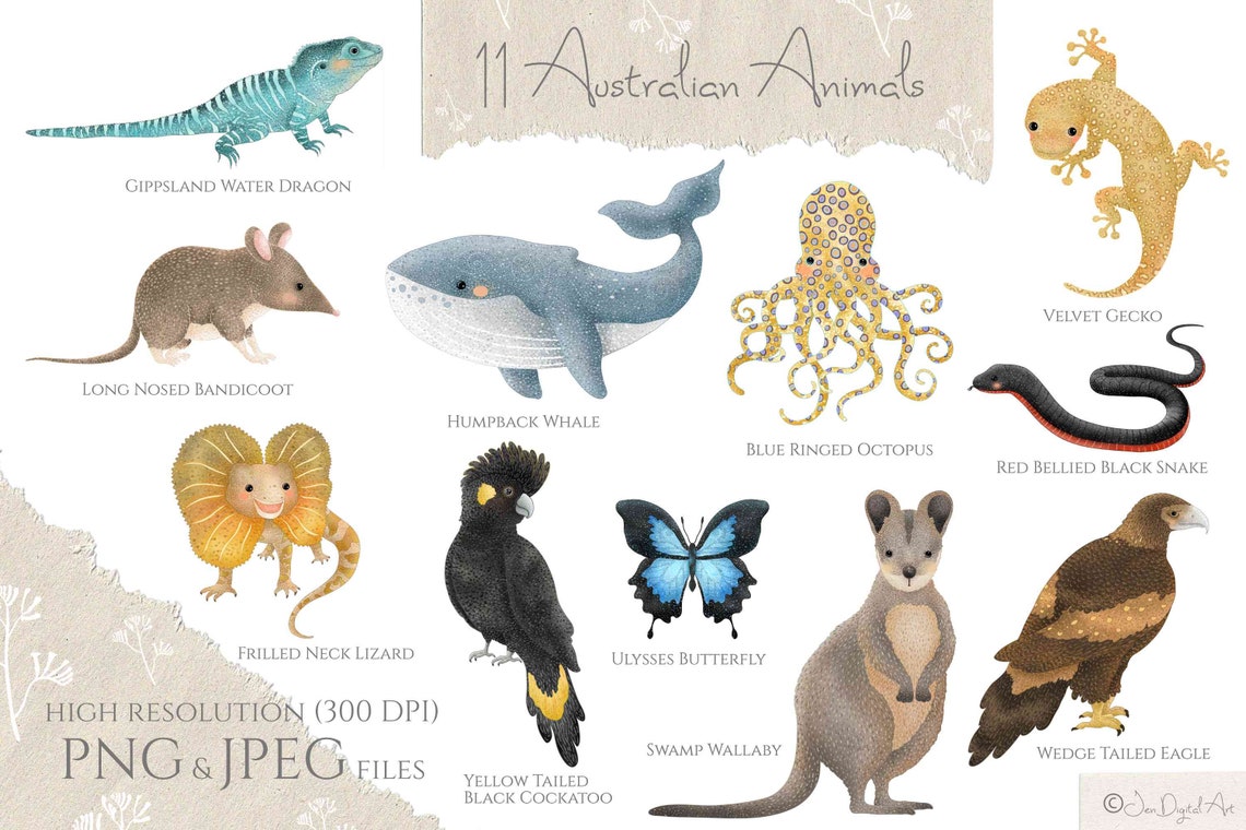 Australian Animals Vol III Clip Art Collection 19 Elements - Etsy