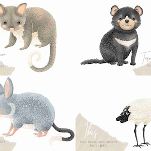 Australian Animals Vol II Clip Art Collection | 22 Elements | PNG ...