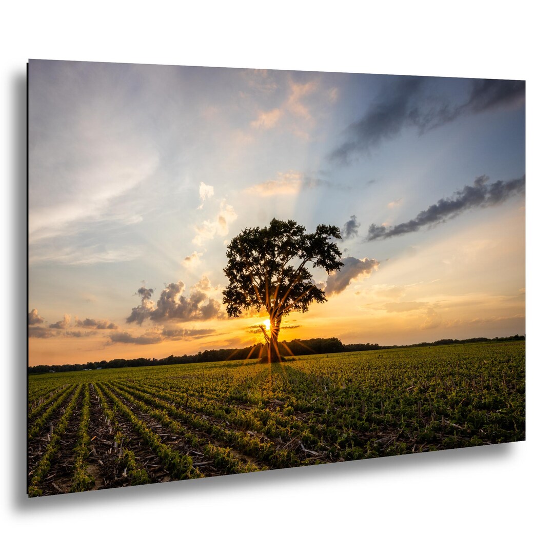 Indiana Farm Sunset Print – Lone Tree Golden Hour Landscape Photography ...