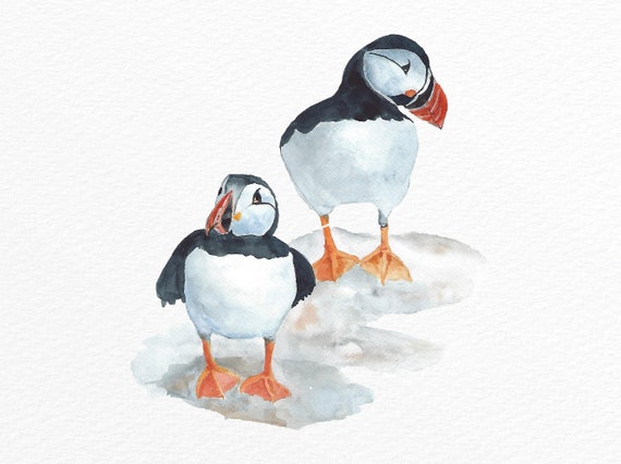 Puffins Bird Watercolor Clip Art Puffins Wall Art Puffins | Etsy Canada
