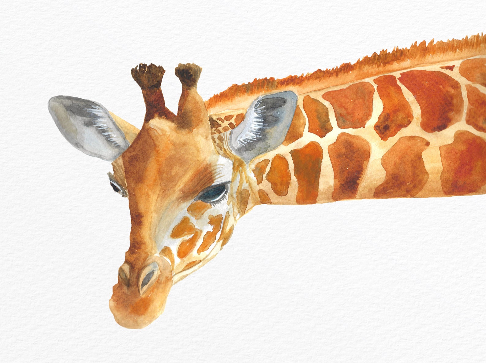 Giraffe Watercolor Clip Art, Safari Giraffe, Wall Decor, Digital ...