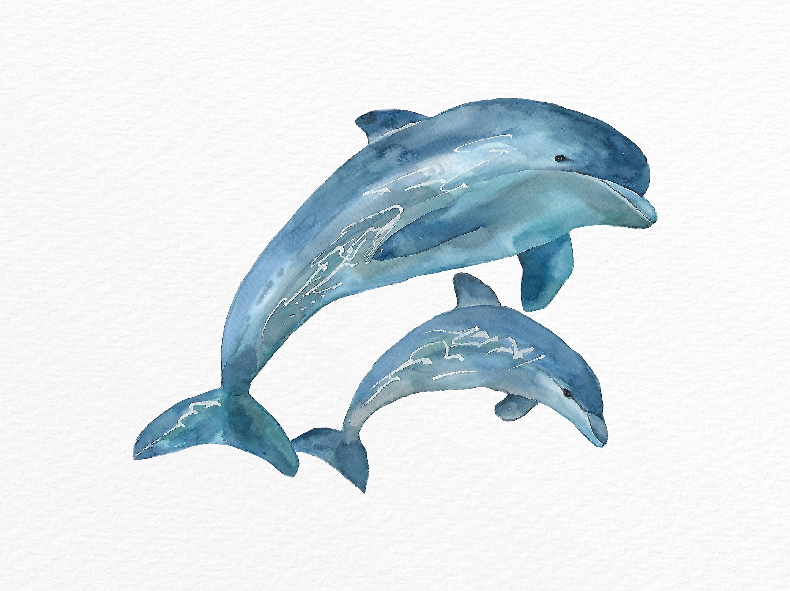 Dolphins Watercolour Clip Art , Baby Dolphin, Nursery, Wall Decor ...