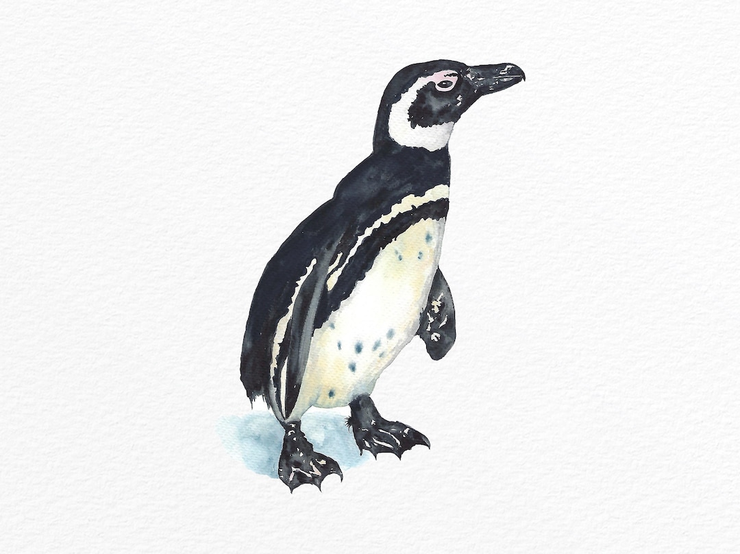 African Penguin Watercolour Clip Art , Decor Art, Wall Decor, Digital ...