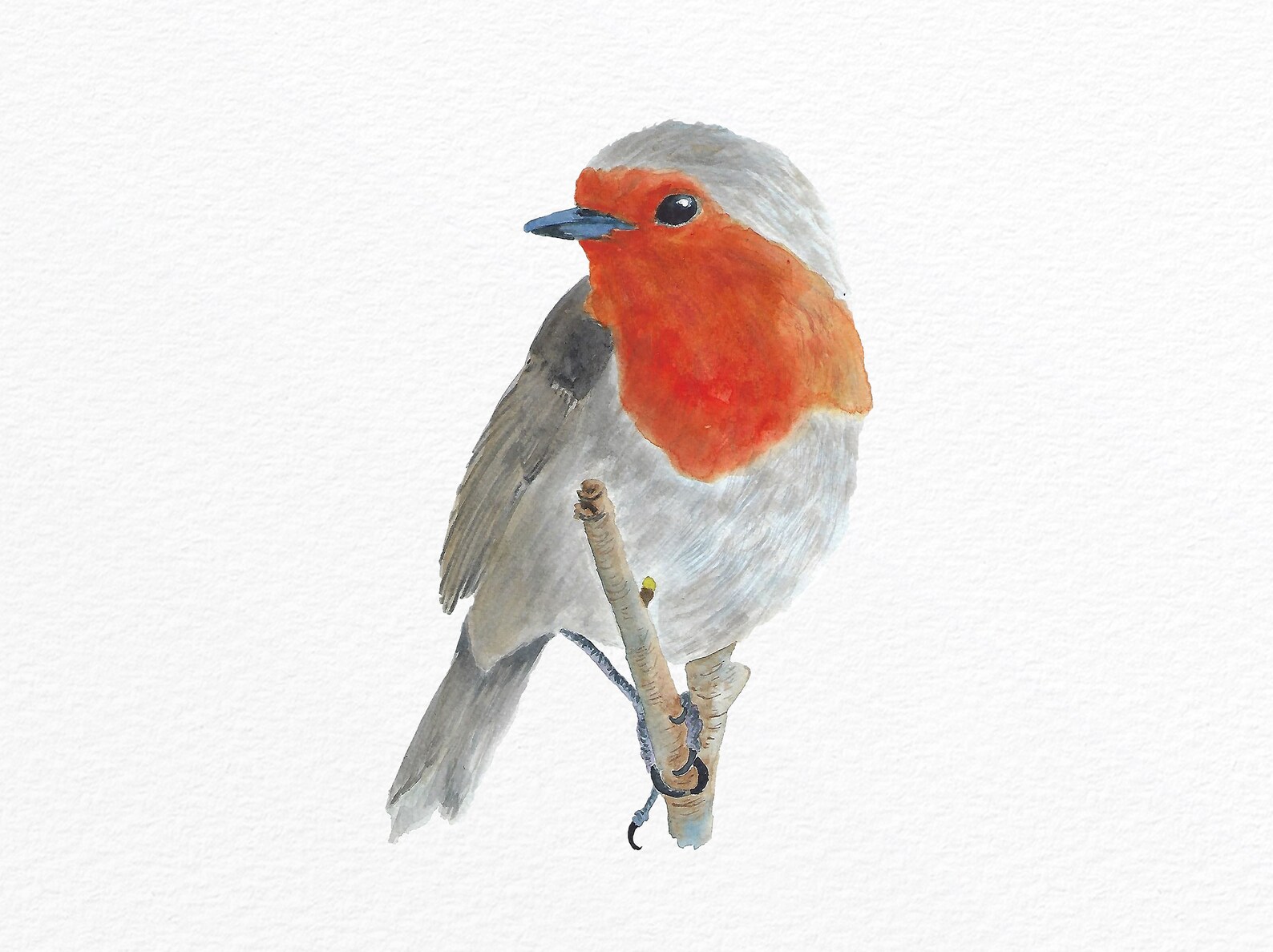 Robin Bird Watercolour Clip Art , Decor Art, Wall Decor, Nursery ...