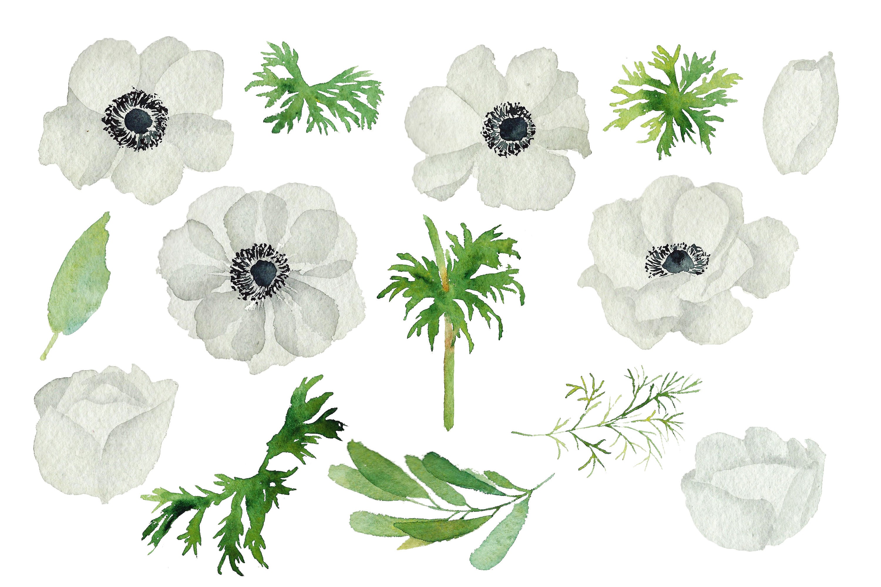 Watercolour Anemone, White, Blue Anemones, Wedding Clipart, Digital ...
