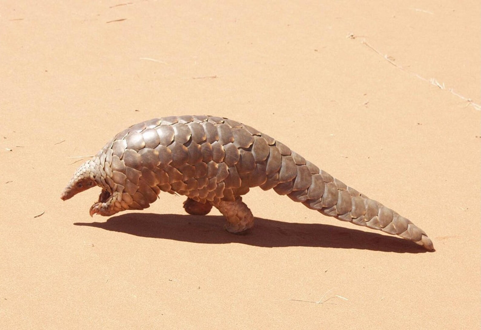 Pangolin Toy Figure Moveable Fidget Replica FREE Shipping | Etsy