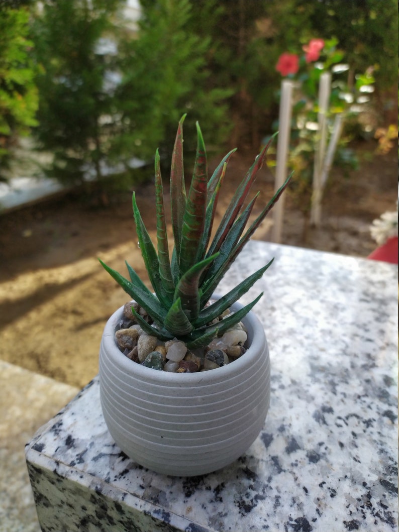 Desk Planter Cement Planter Concrete Cute Planter - Etsy