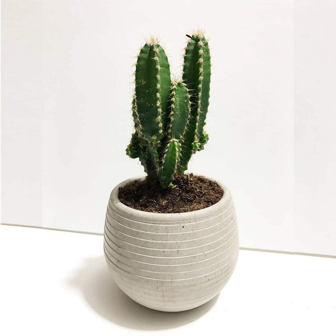 Desk Planter Cement Planter Concrete Cute Planter - Etsy