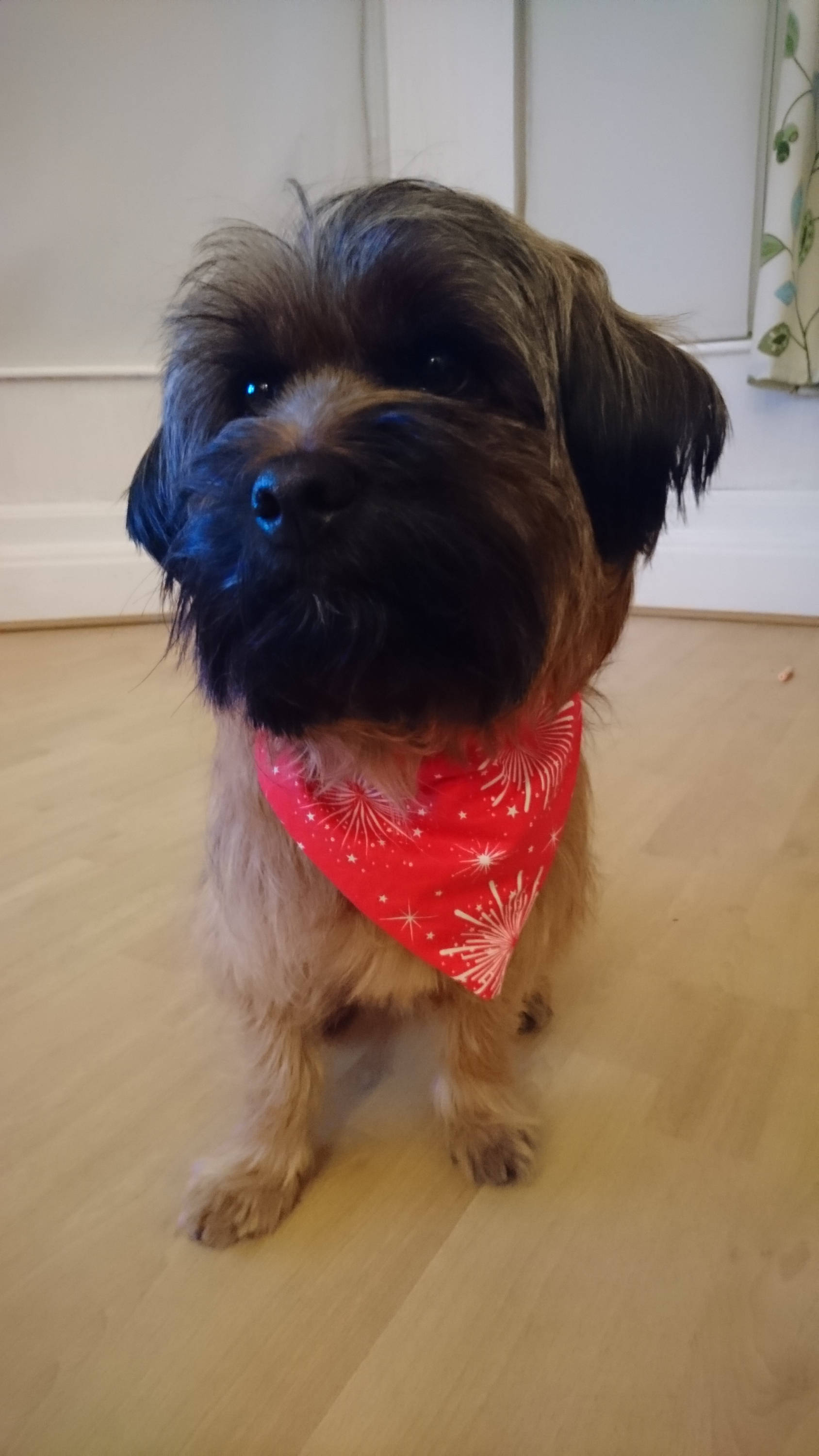 Dog Collar Bandana PADDINGTON BEAR 5 Choices of Fabric - Etsy