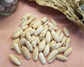 Olive seashells | Etsy