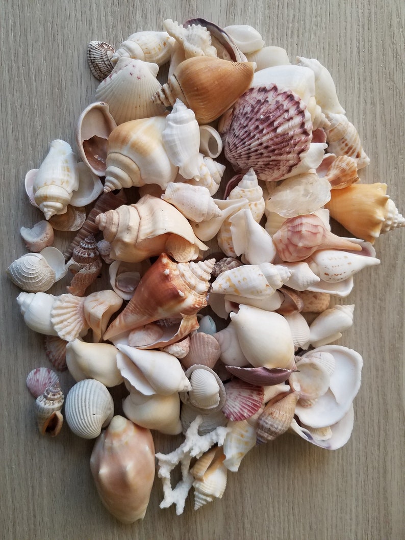 Florida Seashells 1/2 or 1 Pound - Etsy