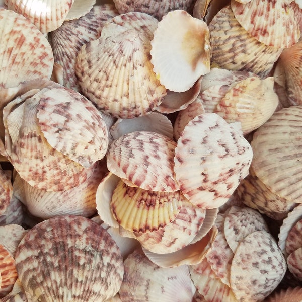 Calico Scallop Shell - Etsy