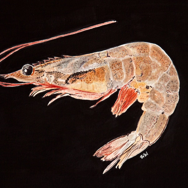 Shrimp Print - Etsy