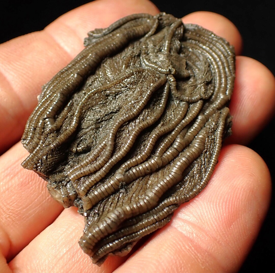 Detailed 3D Crinoid Head Fossil (55mm) Pentacrinites UK Jurassic Coast ...