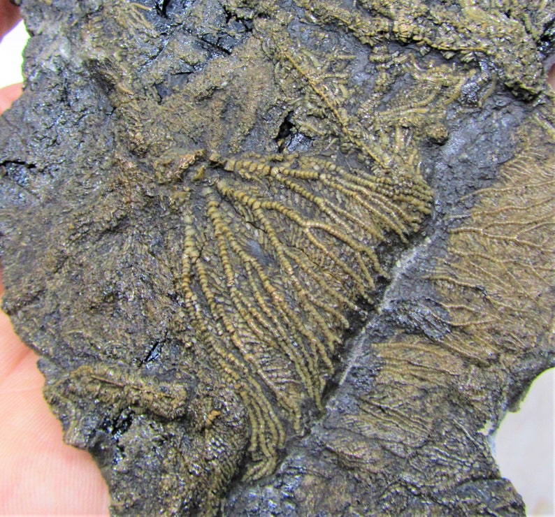 Rare Complete Crinoid Fossil on Jurassic Coast Driftwood (200mm) - Etsy