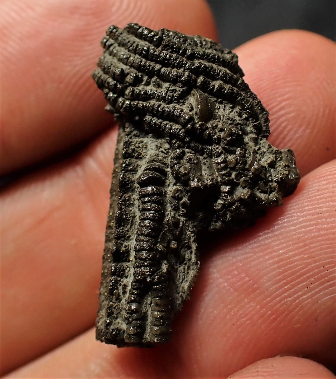 Detailed Little 3D Crinoid Stem Fossil (27mm) Pentacrinites UK Jurassic ...