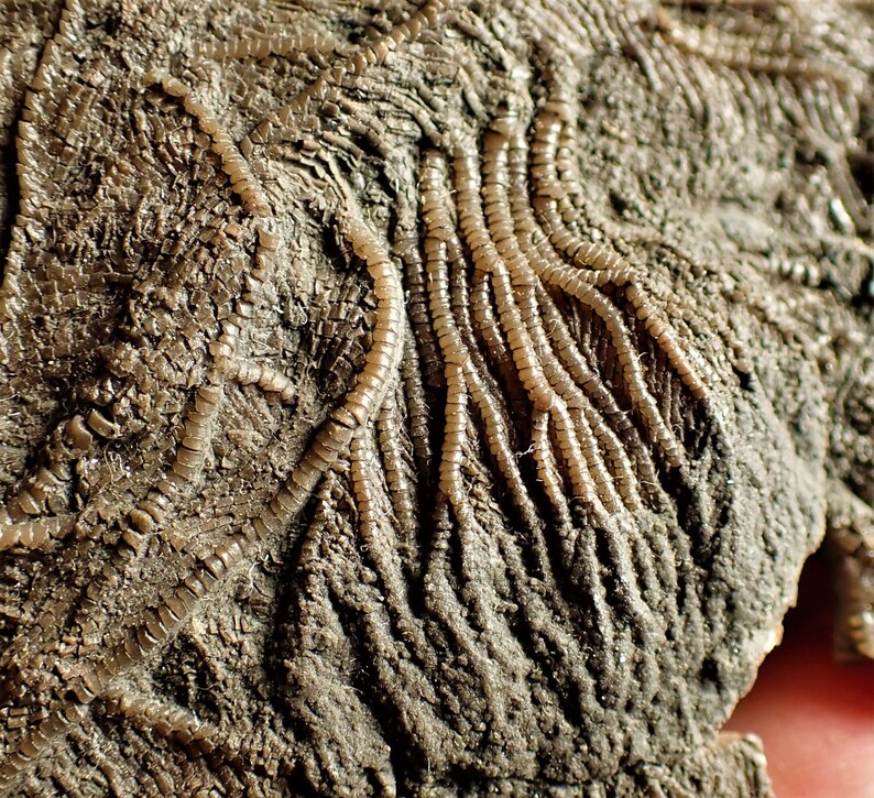 Crinoid Fossil With Complete Detailed Heads (95mm) Pentacrinites UK ...