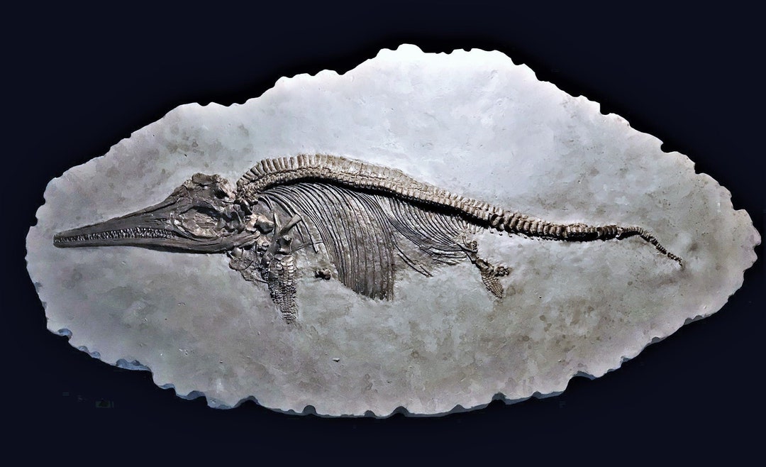 Replica Juvenile Ichthyosaur (ichthyosaurus Communis) Fossil From Lyme ...