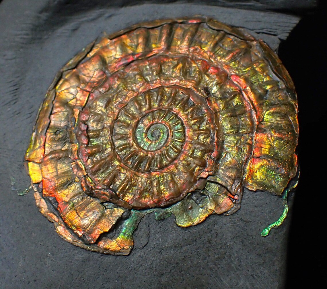 Rainbow Iridescent Caloceras Display Ammonite Fossil 45mm - Etsy