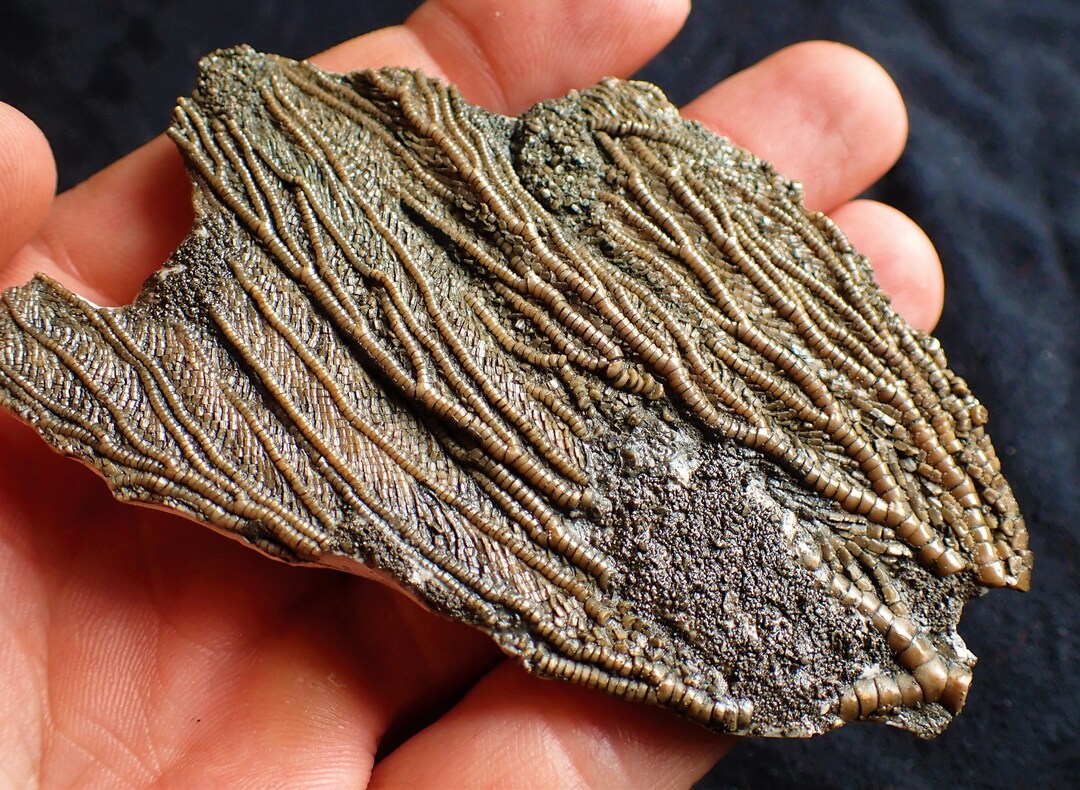 Crinoid Fossil With Complete Head 89 Mm - Etsy