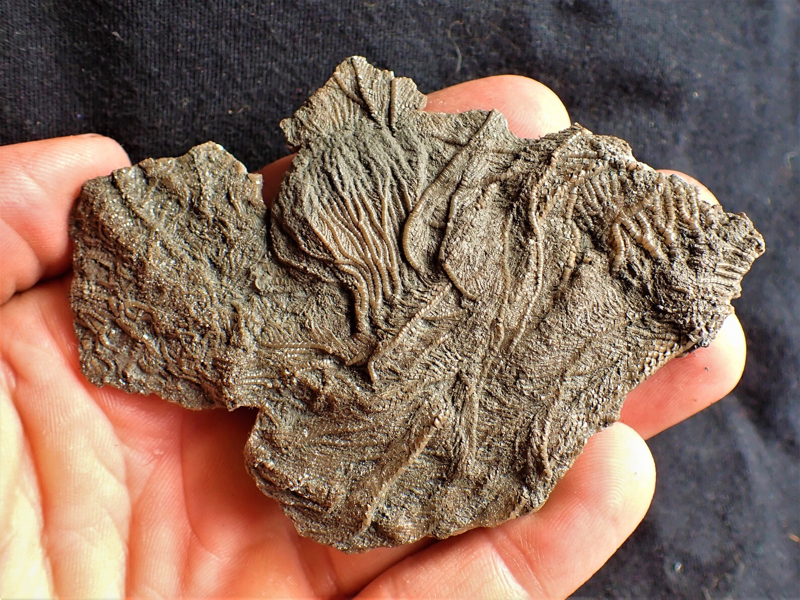 Pentacrinites Crinoid Fossil: Jurassic Coast, UK (95mm) - Etsy