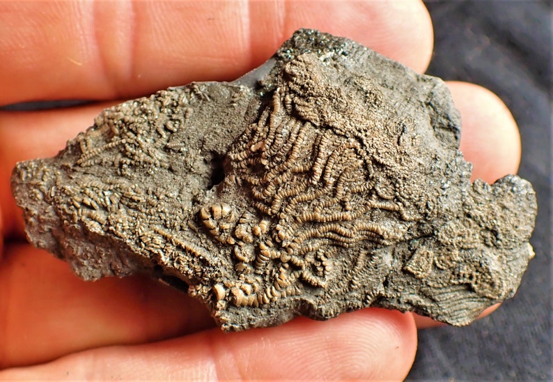 Pentacrinites Crinoid Fossil: Jurassic Coast, UK (63mm) - Etsy