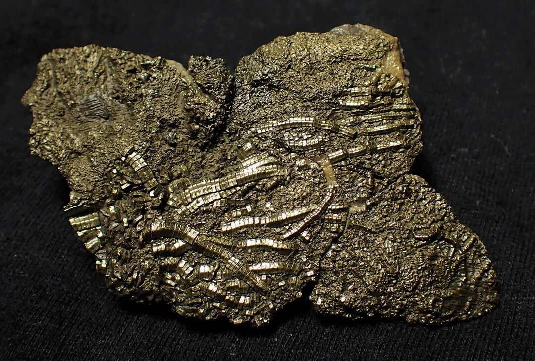 Detailed Golden Iron Pyrite Crinoid Fossil (65mm) Pentacrinites UK ...