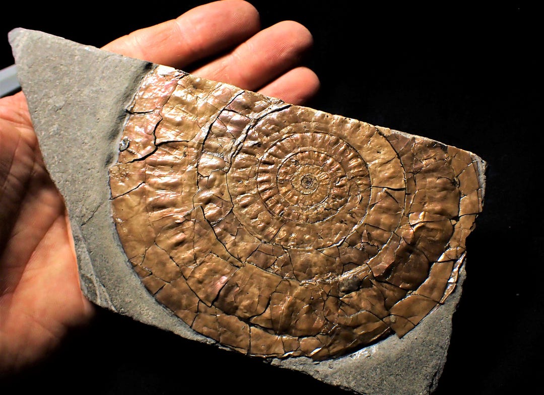 Large Copper Iridescent Caloceras Display Ammonite Fossil Ammolite UK ...