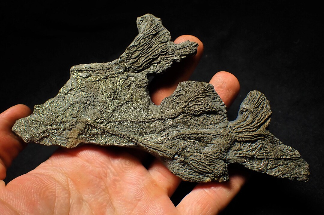 RARE Complete Pyrite Multi-crinoid Fossil (150mm) Pentacrinites UK ...